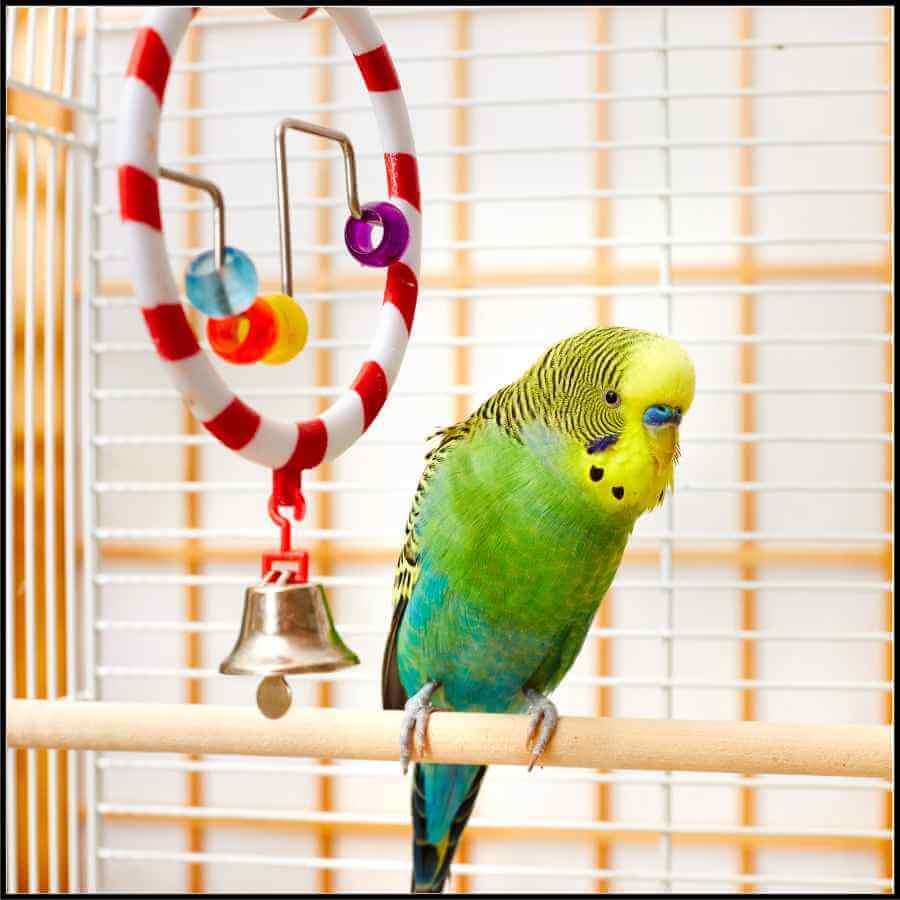 Stort udvalg af Undulat legetøj | Loppetjansen