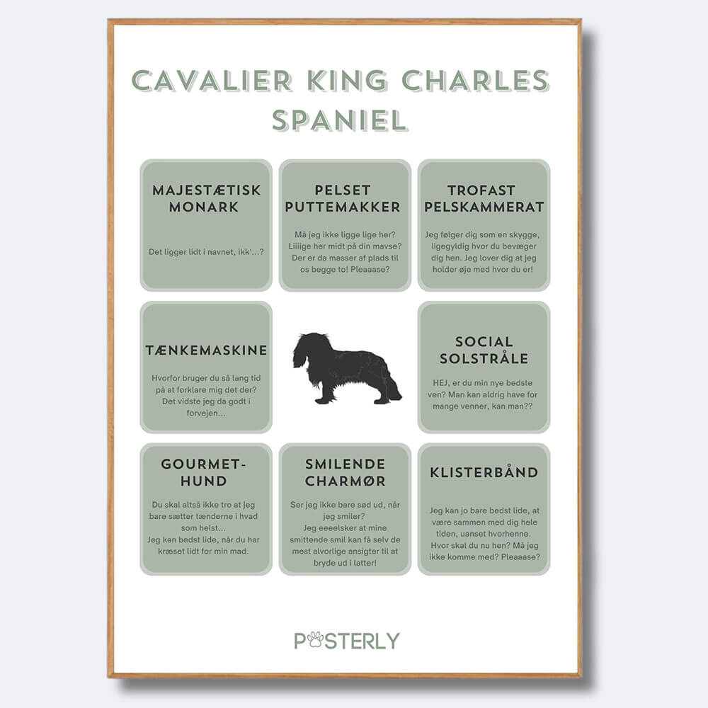 Hunde Plakat Cavalier King Charles | Loppetjansen - Alt til kæledyr